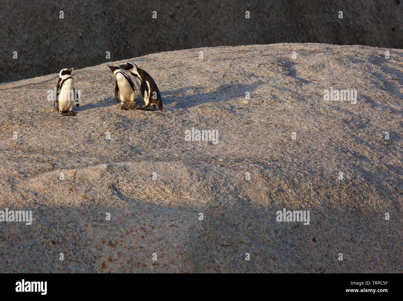 AFRICAN PENGUIN-PINGÜINO DEL CABO (Spheniscus demersus), Boulders Beach ...