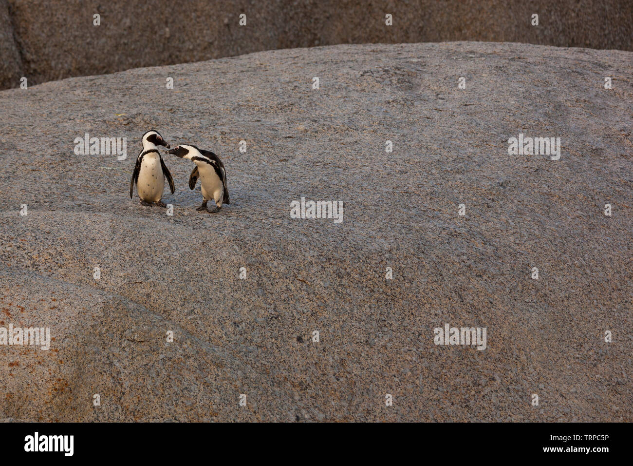 AFRICAN PENGUIN-PINGÜINO DEL CABO (Spheniscus demersus), Boulders Beach ...
