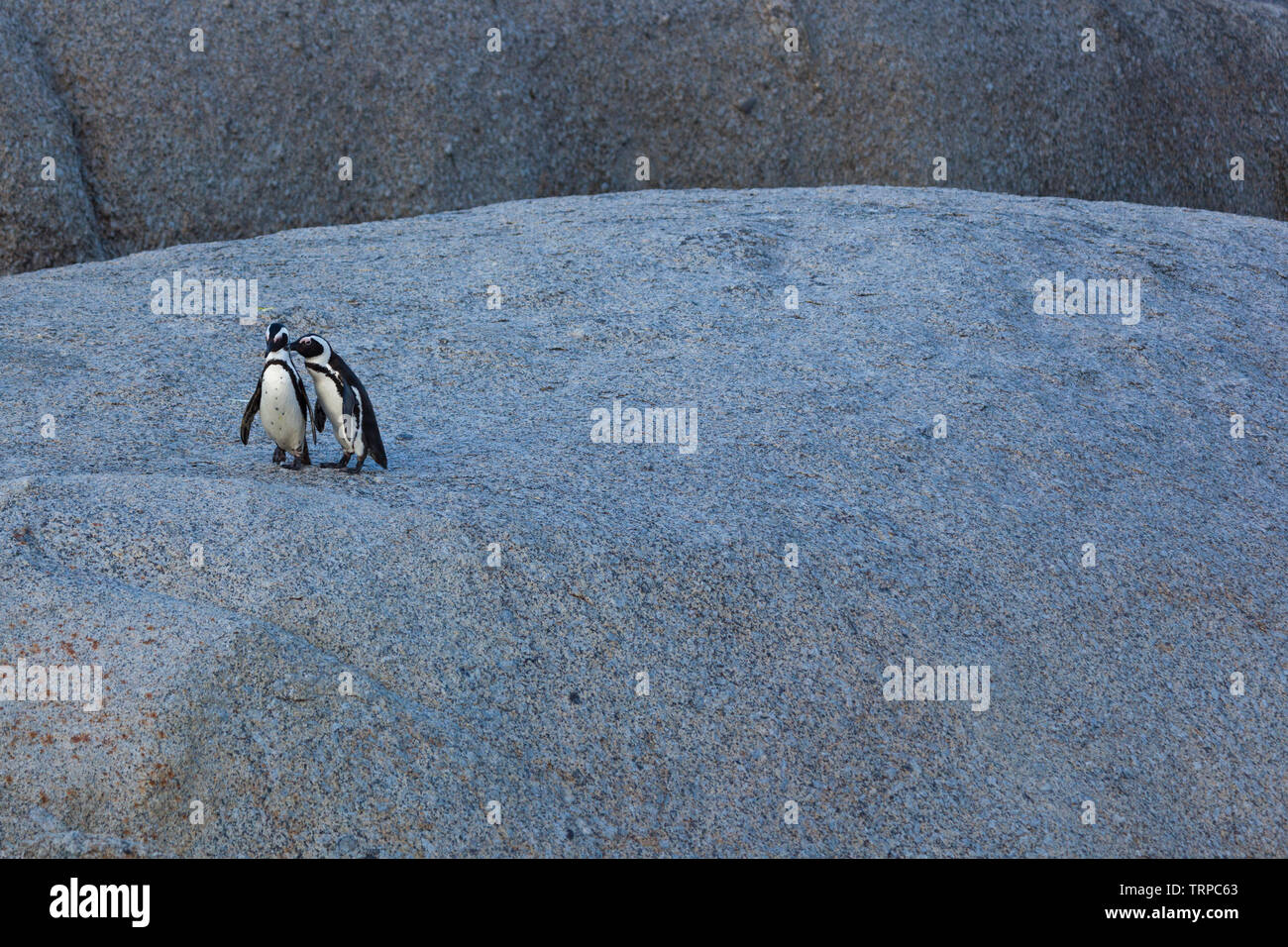 African penguin pinguino del cabo hi-res stock photography and images ...