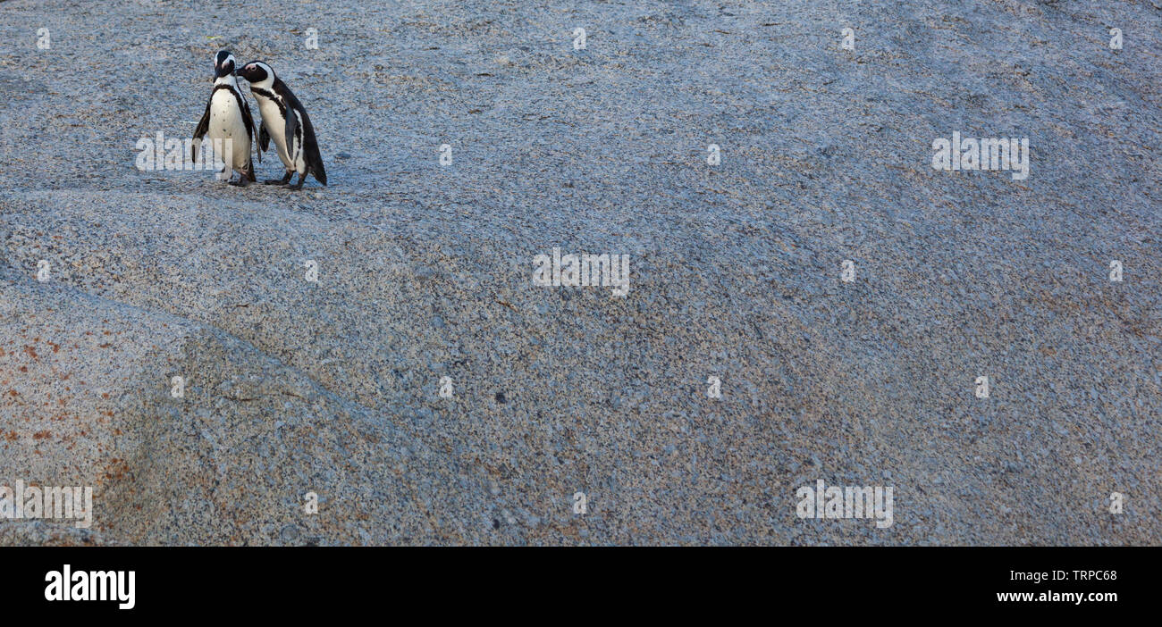 African penguin pinguino del cabo hi-res stock photography and images ...