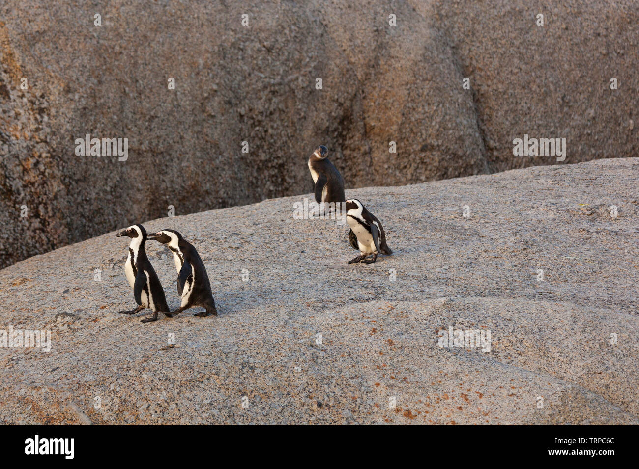 African penguin pinguino del cabo hi-res stock photography and images ...
