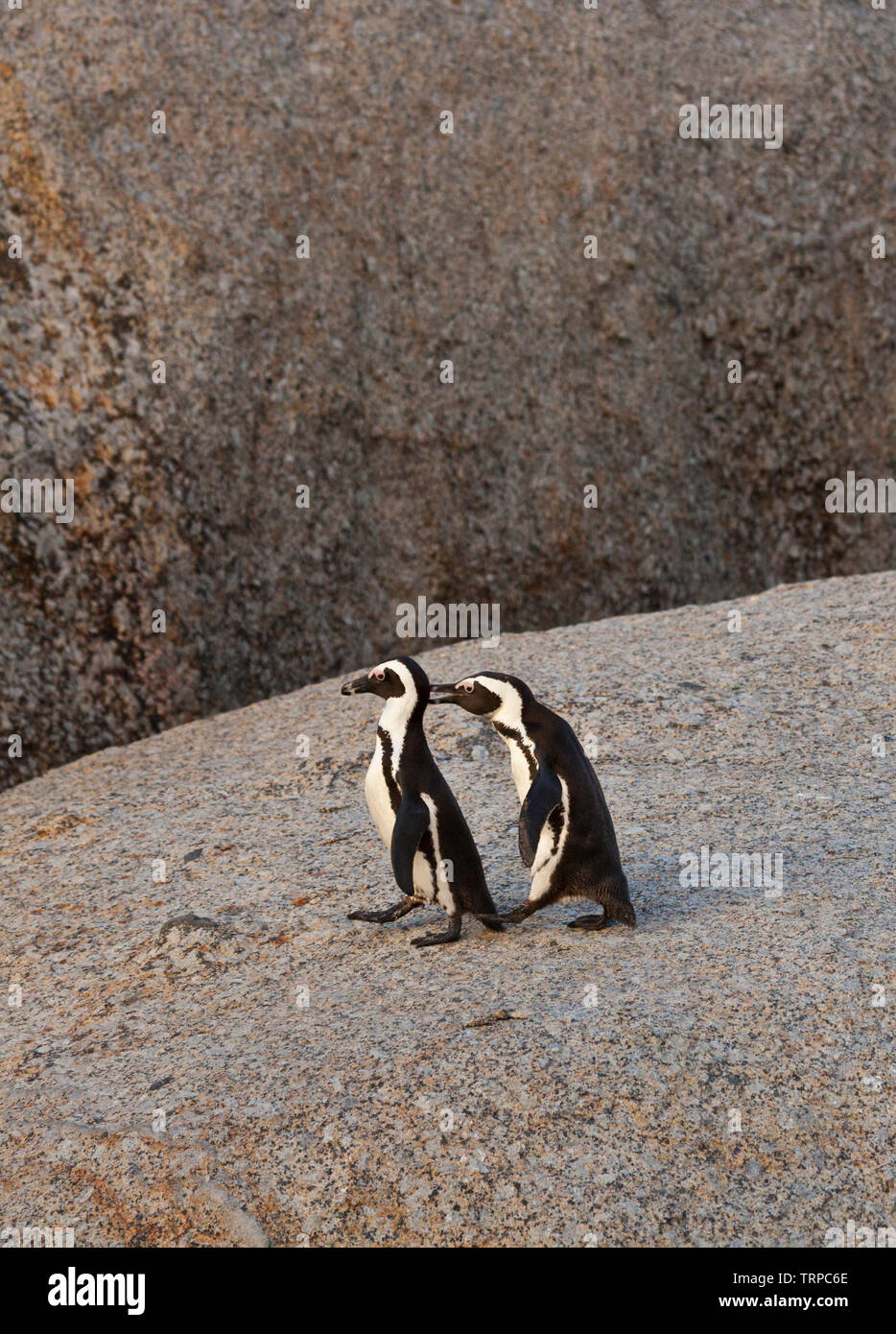 African penguin pinguino del cabo hi-res stock photography and images ...