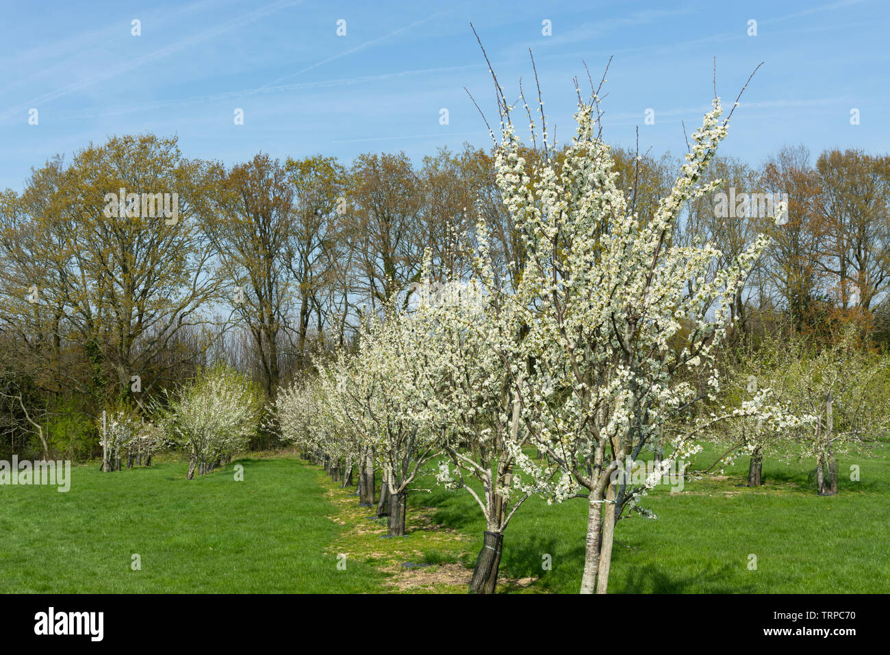 Orchard in bloom hi-res stock photography and images - Alamy