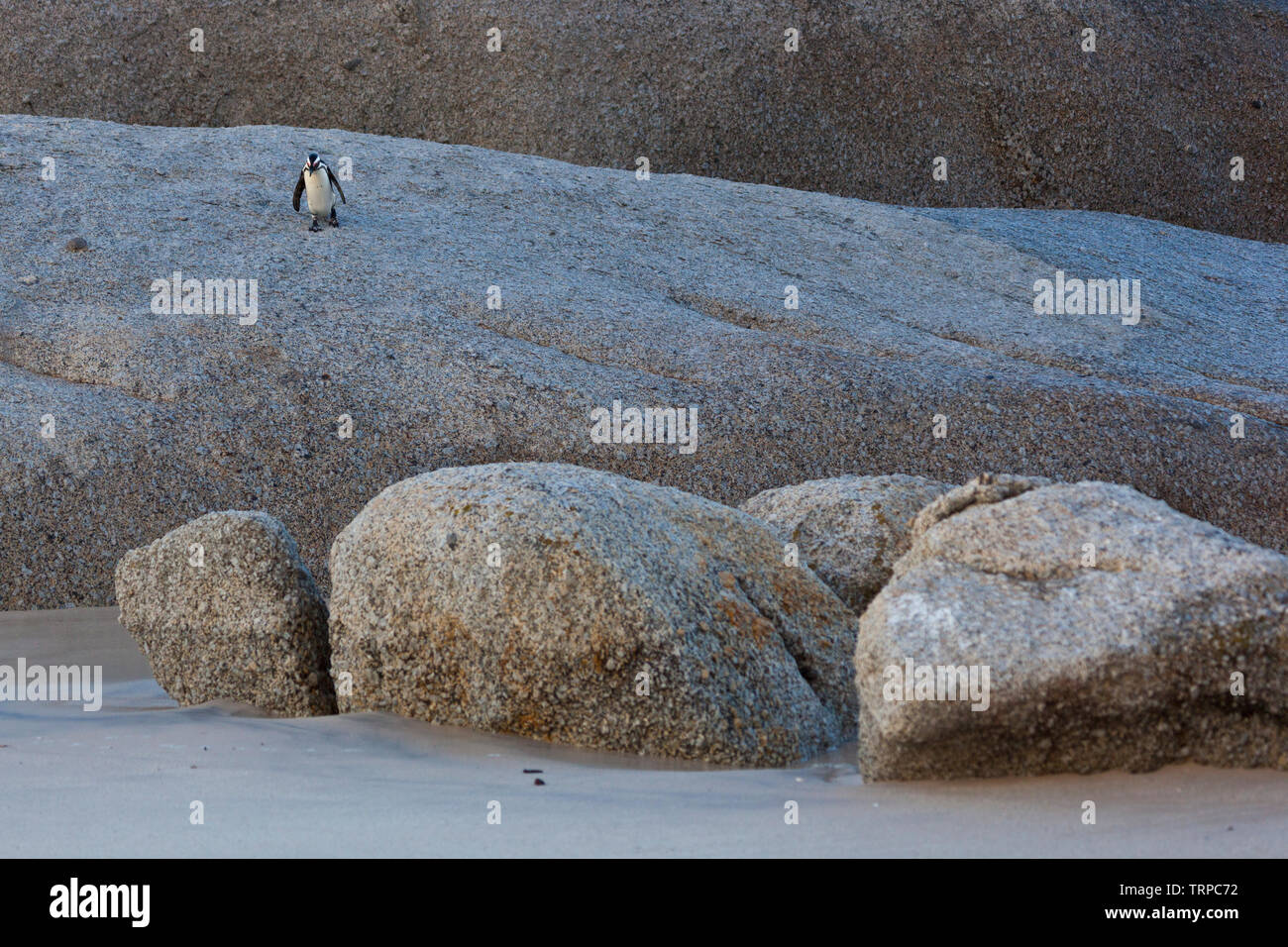 African penguin pinguino del cabo hi-res stock photography and images ...