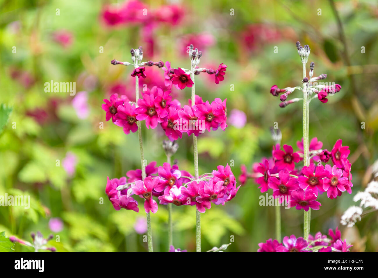 Purple primula candelabra Stock Photo - Alamy