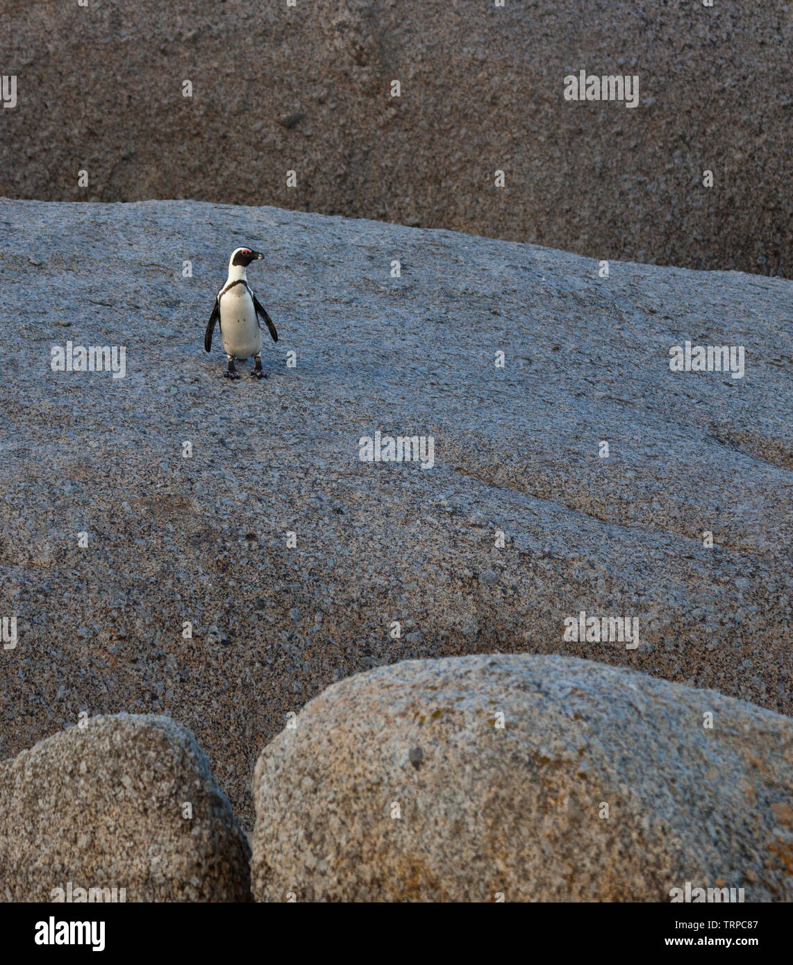 PINGÜINO DEL CABO (Spheniscus demersus), Playa de Boulders, Parque ...