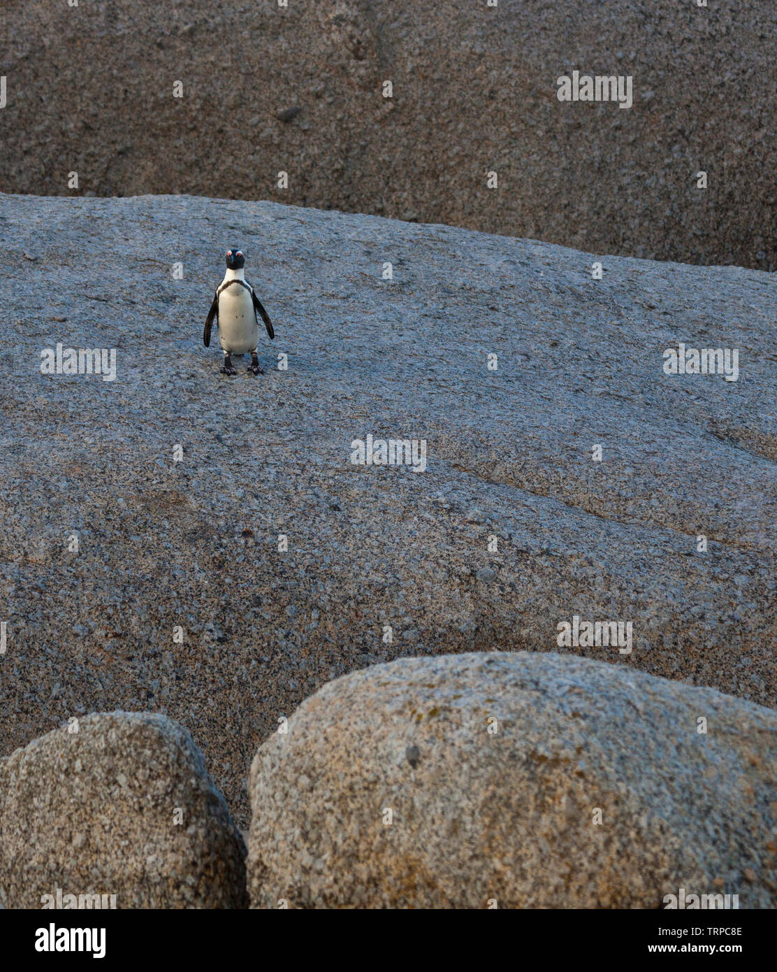 AFRICAN PENGUIN-PINGÜINO DEL CABO (Spheniscus demersus), Boulders Beach ...