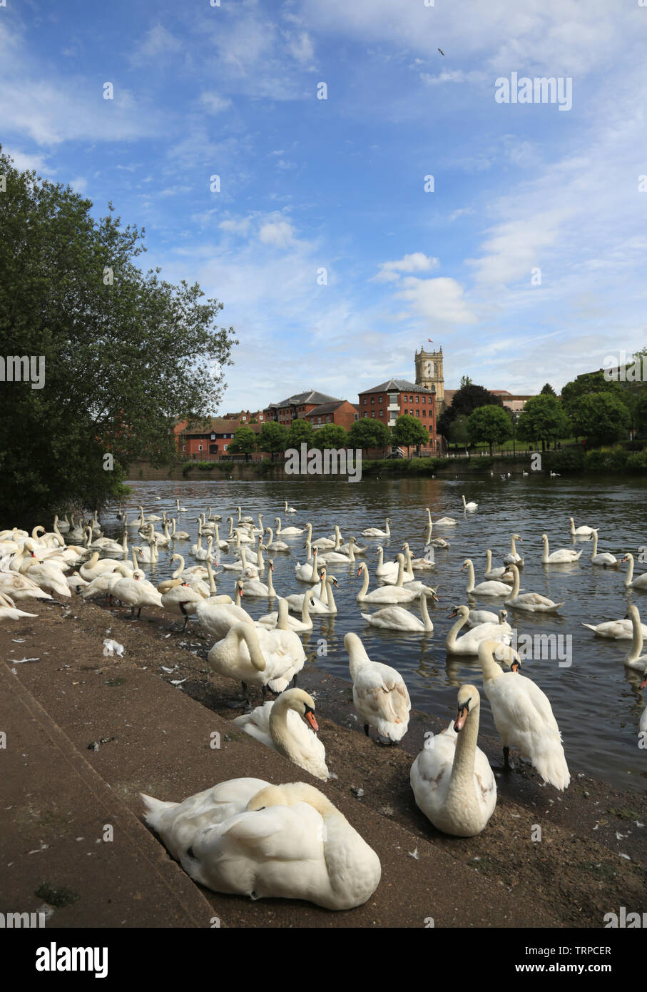 The Swan sanctuary on the river Severn at Worcester, England, UK Stock ...