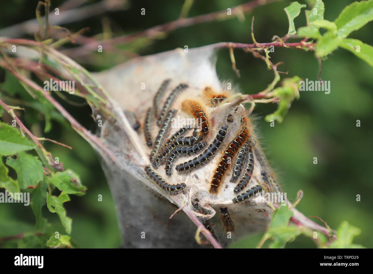 Small eggar hi-res stock photography and images - Alamy