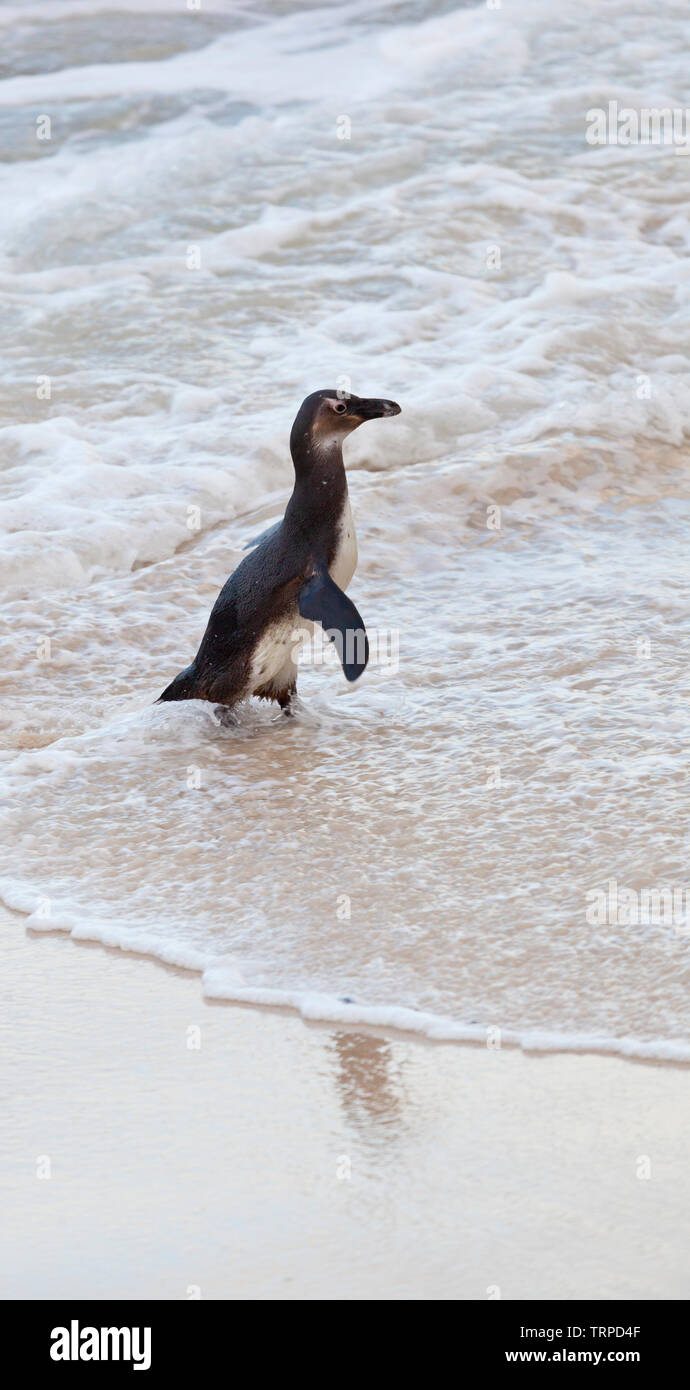 AFRICAN PENGUIN-PINGÜINO DEL CABO (Spheniscus demersus), Boulders Beach ...