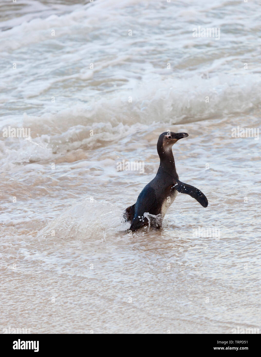African penguin pinguino del cabo hi-res stock photography and images ...