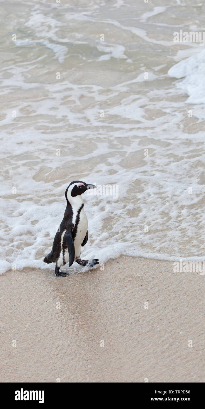 PINGÜINO DEL CABO (Spheniscus demersus), Playa de Boulders, Parque ...