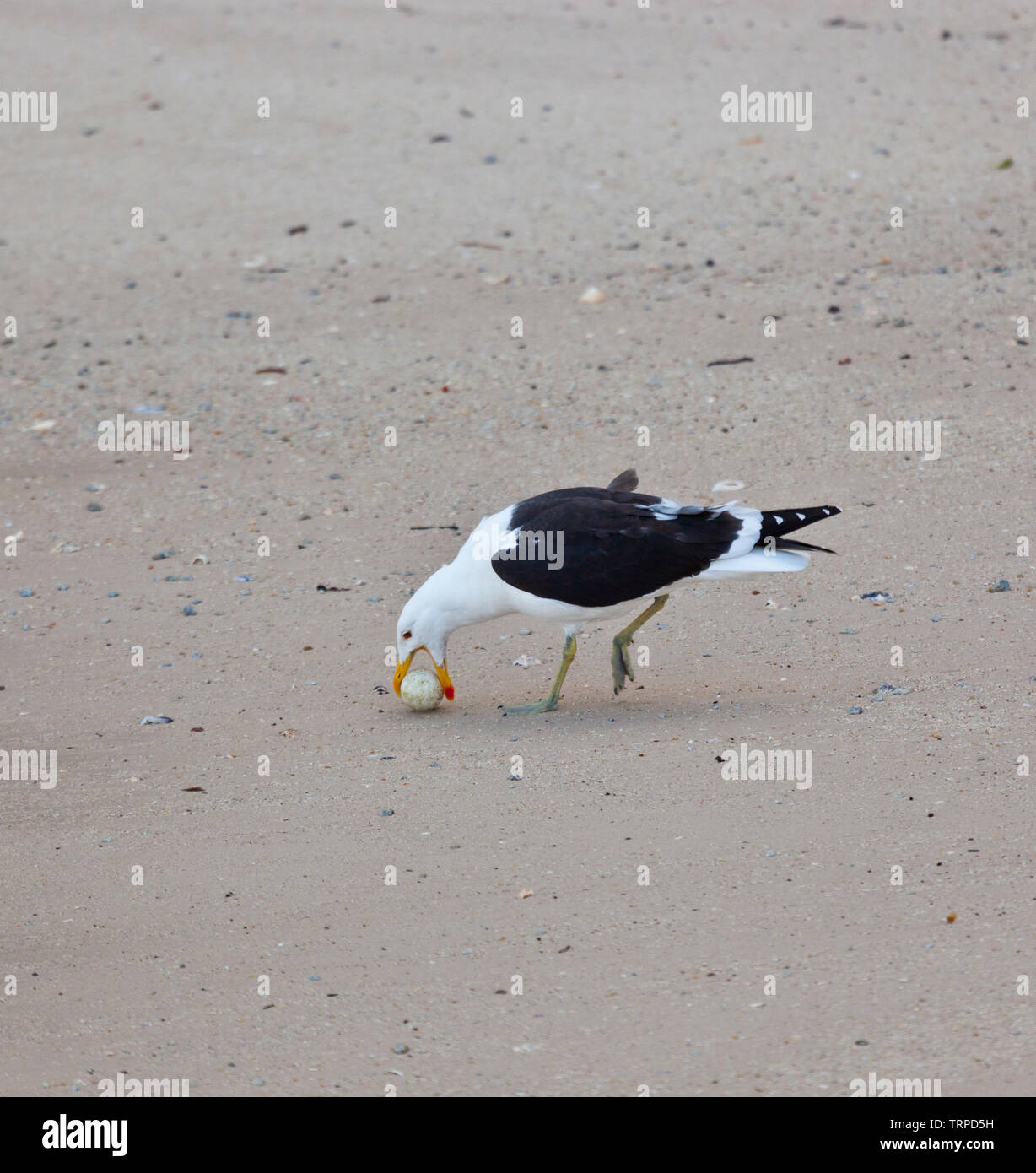 BLACK BACKED KELP GULL - GAVIOTA DEL CABO, Boulders Beach, Table ...