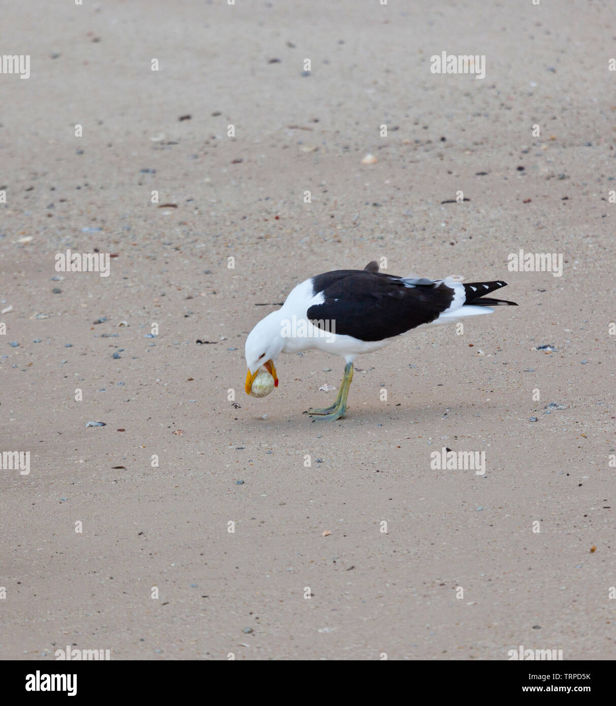 BLACK BACKED KELP GULL - GAVIOTA DEL CABO, Boulders Beach, Table ...