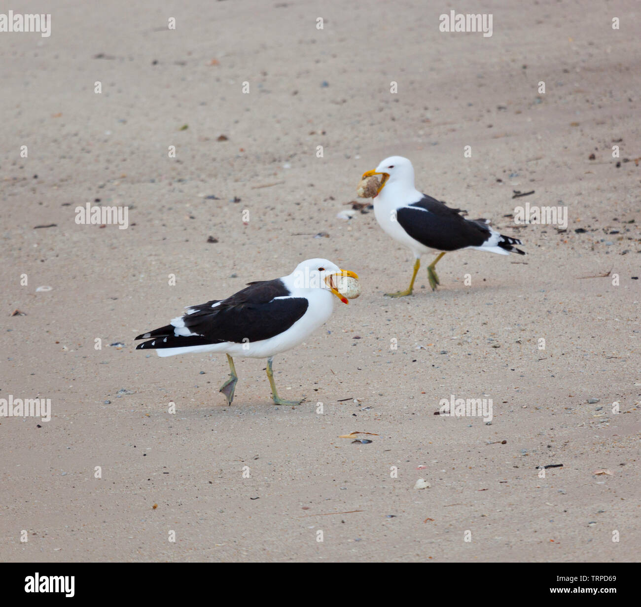 BLACK BACKED KELP GULL - GAVIOTA DEL CABO, Boulders Beach, Table ...