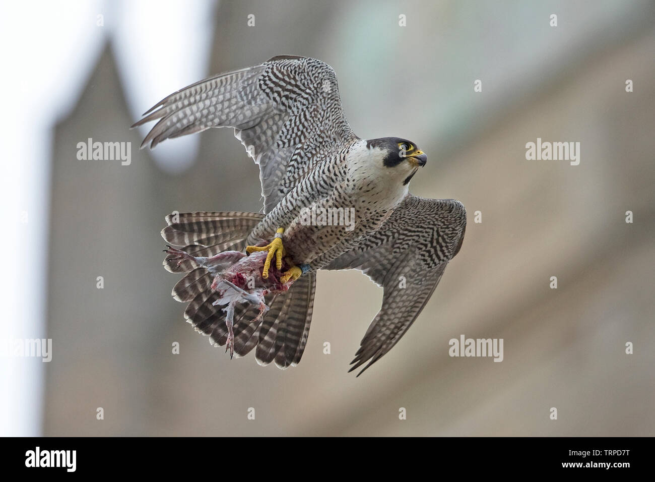 Peregrine falcon in flight hi-res stock photography and images - Alamy