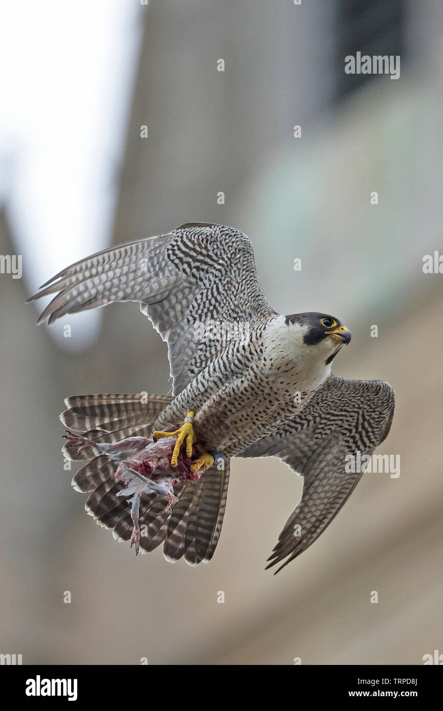 Falcon flapping its wings hi-res stock photography and images - Alamy