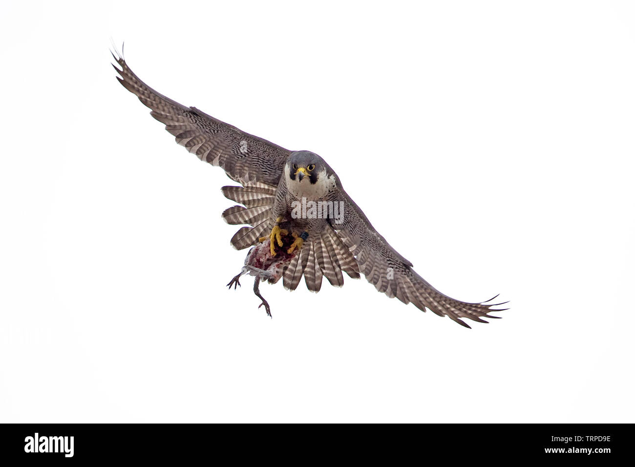 Wing falcon Cut Out Stock Images & Pictures - Alamy