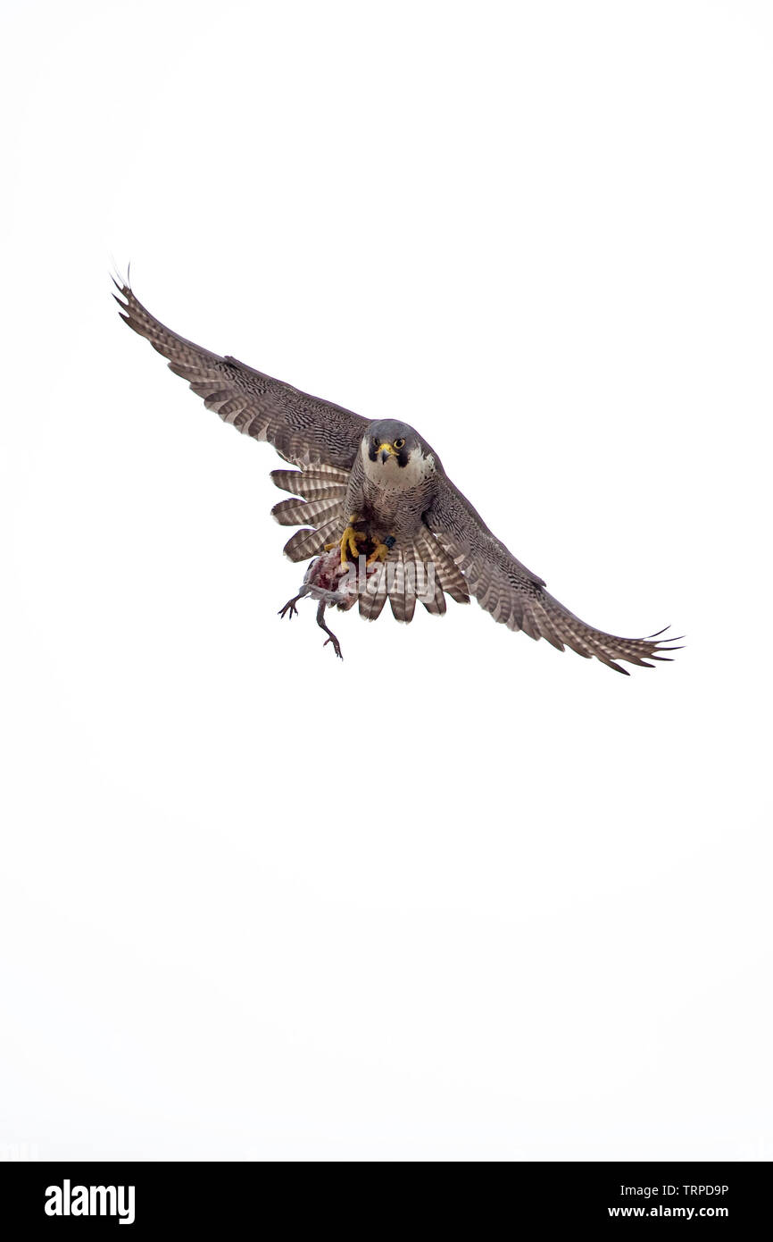 Wing falcon Cut Out Stock Images & Pictures - Alamy
