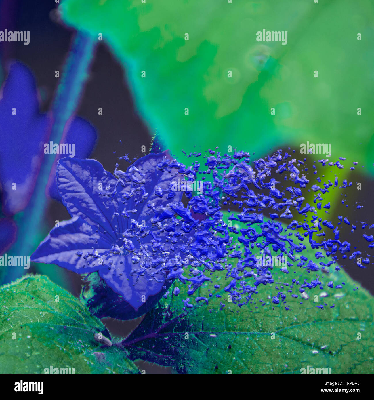 Exploding cucumber hi-res stock photography and images - Alamy