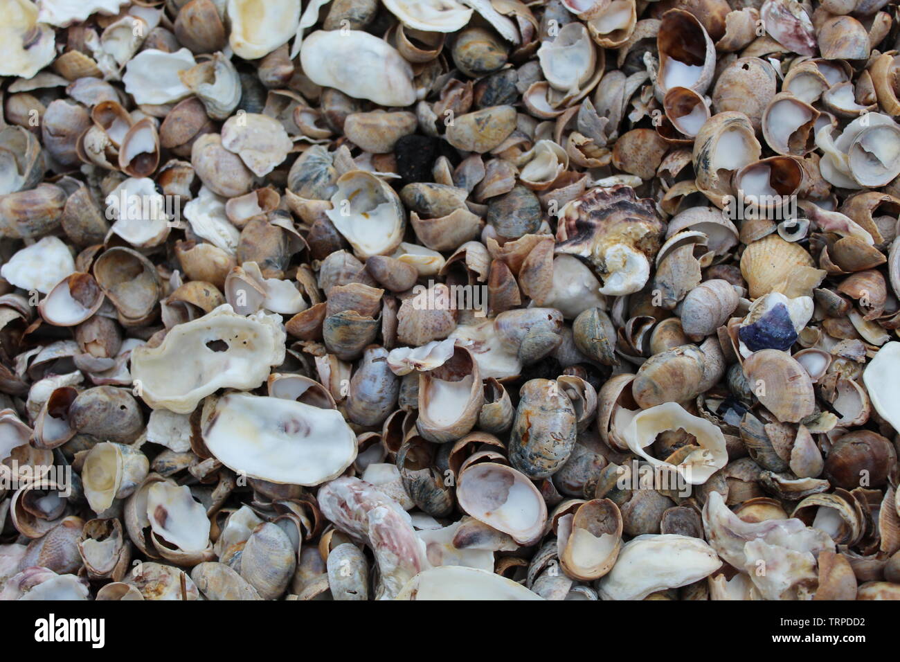 Shingle shoreline hi-res stock photography and images - Alamy