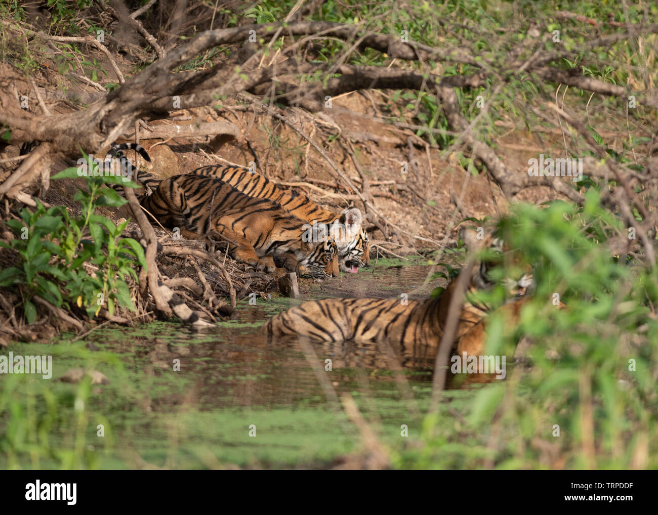 Bengal Tiger-Tigress Arrowhead T-84 with her six month old cubs in the ...