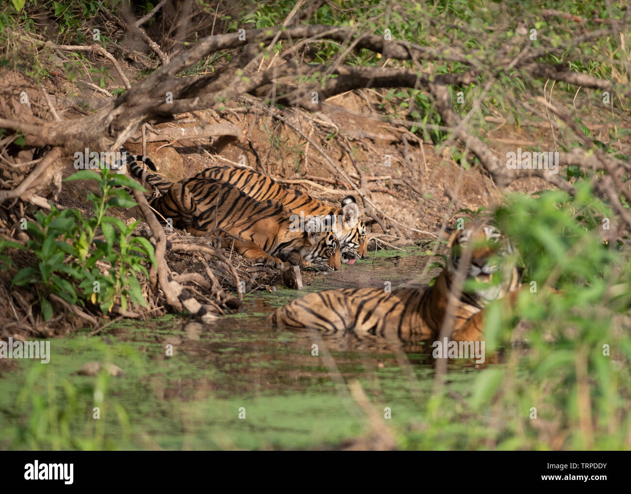 Six Month Old Tiger Cub High Resolution Stock Photography and Images ...