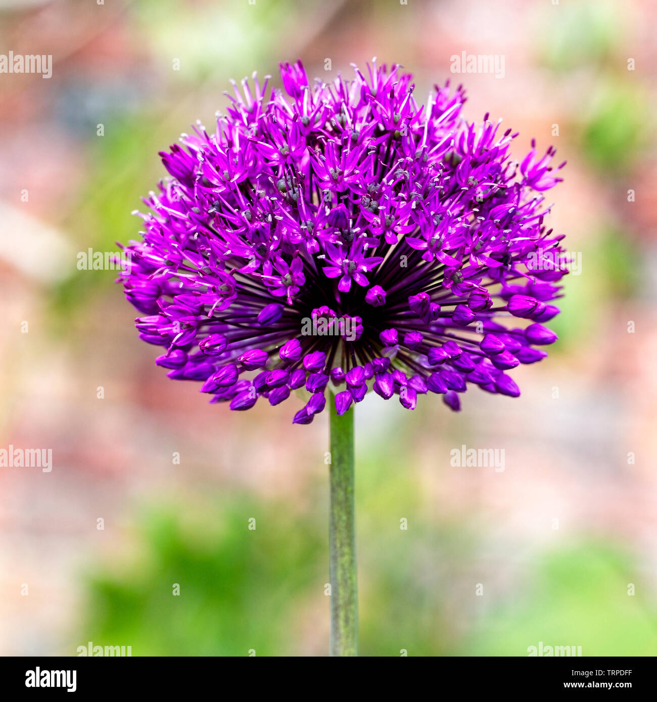 Purple flowering head of an Allium plant Stock Photo - Alamy