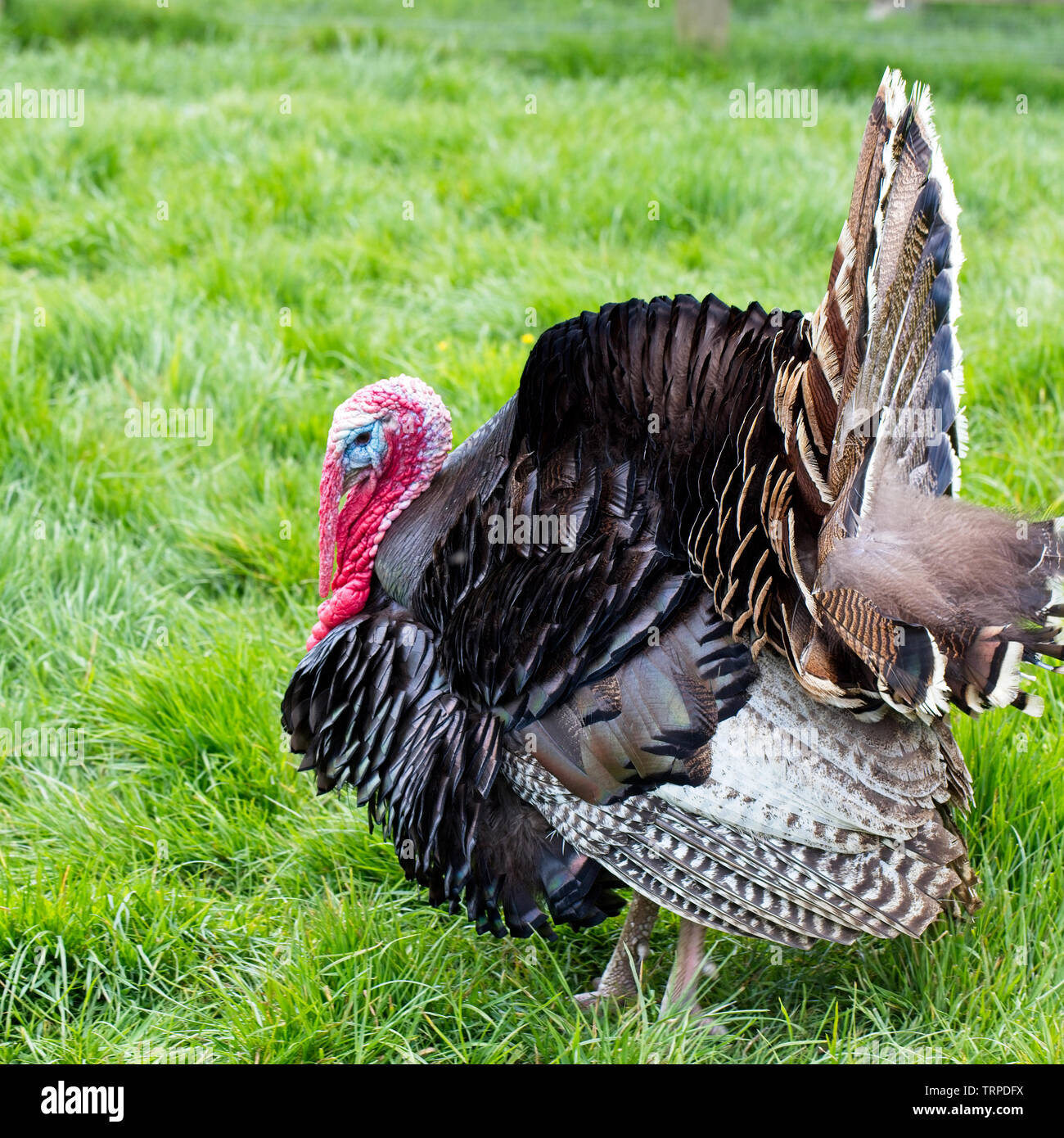 Male turkey with snood hi-res stock photography and images - Alamy