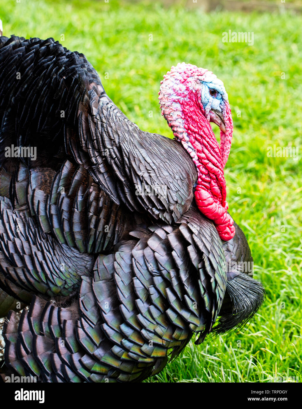 Male turkey snood hi-res stock photography and images - Alamy