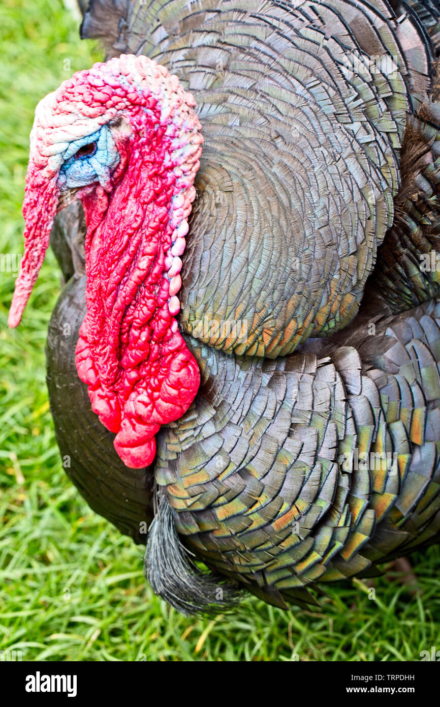 Adult male farmyard Turkey, displaying in breeding plumage, near ...