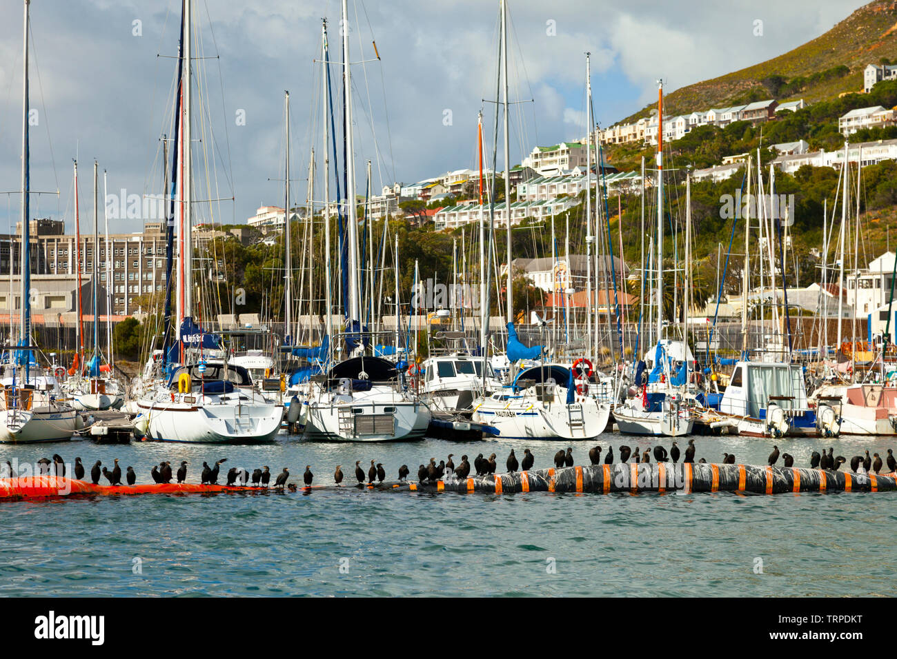 CAPE CORMORANT-CORMORAN DEL CABO in the port of Simon´s Town, False Bay ...