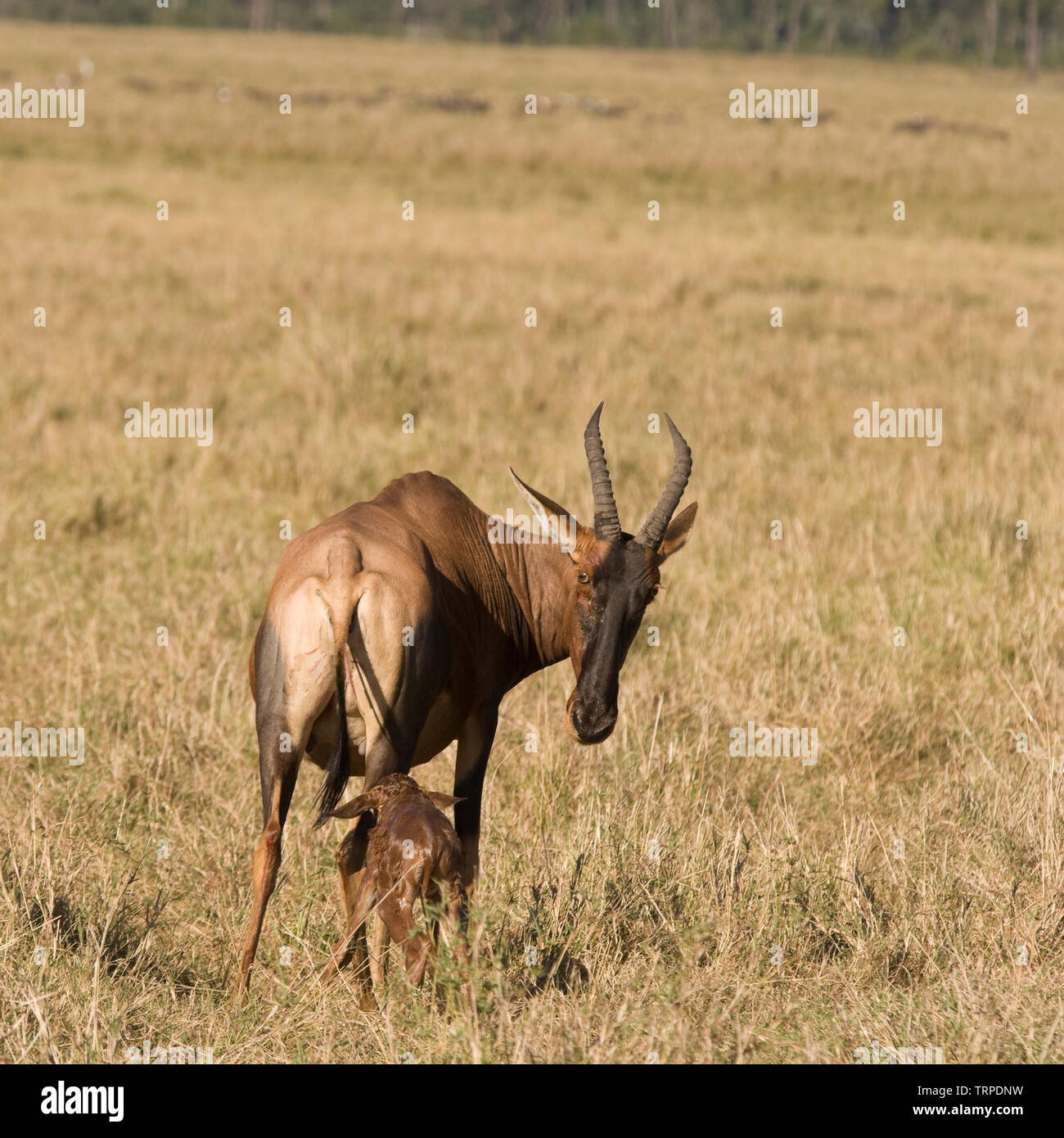 Topi calf at birth with its mother (Damaliscus lunatus) Maasai Mara ...