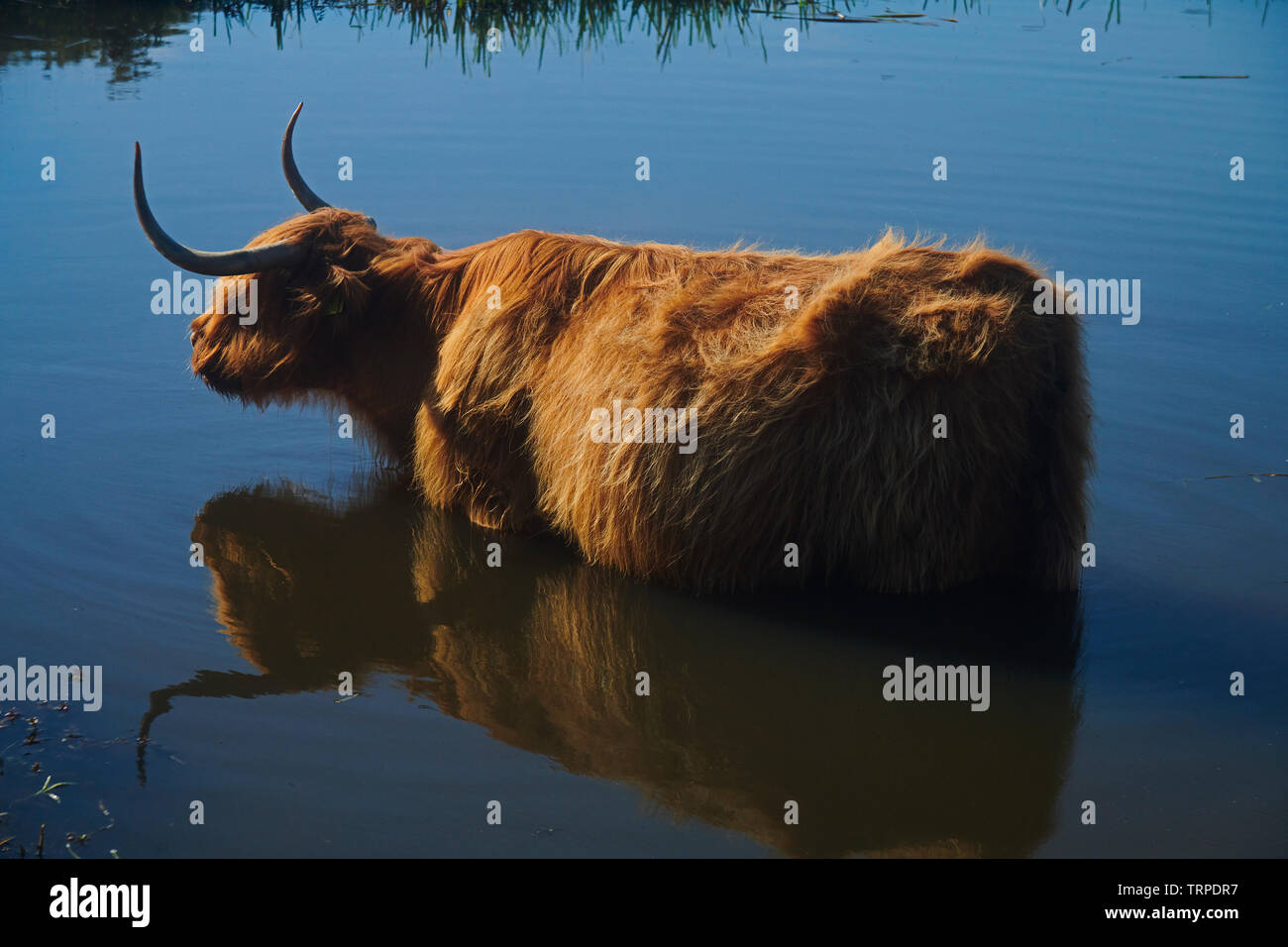 A Scottish Highland cow standing in a pool of water cooling down and ...