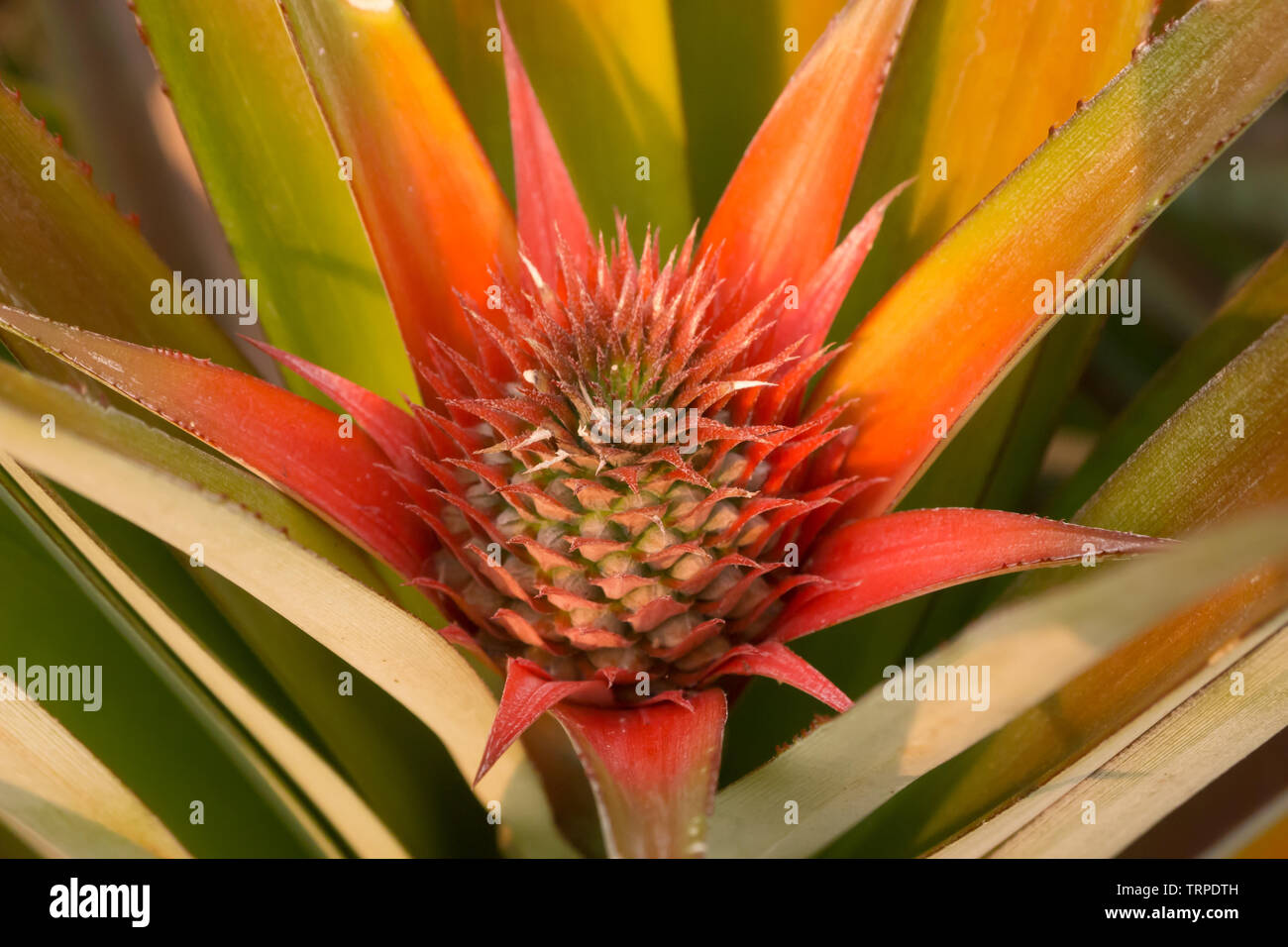little pineapple in farm Stock Photo - Alamy