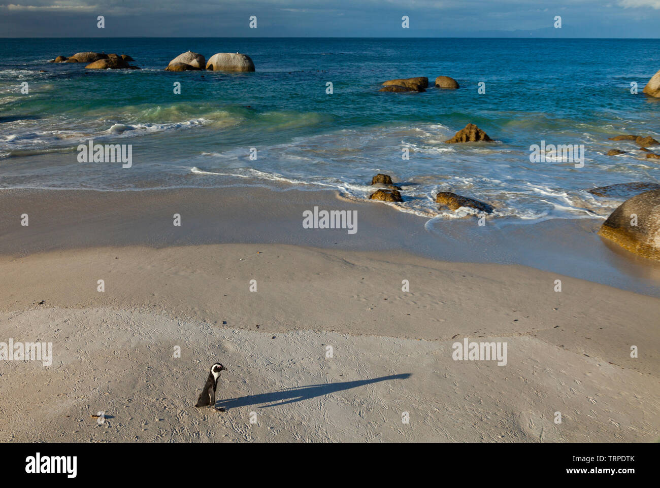 AFRICAN PENGUIN-PINGÜINO DEL CABO (Spheniscus demersus), Boulders Beach ...