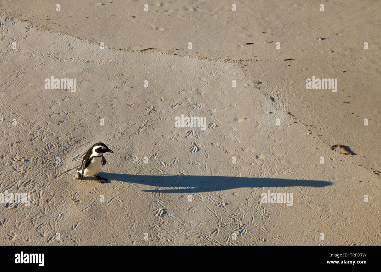 AFRICAN PENGUIN-PINGÜINO DEL CABO (Spheniscus demersus), Boulders Beach ...