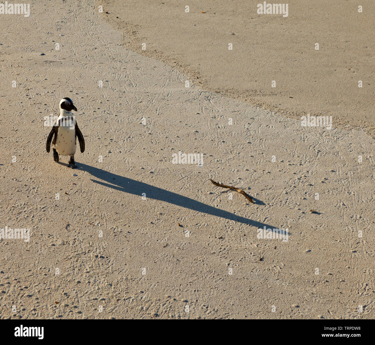 AFRICAN PENGUIN-PINGÜINO DEL CABO (Spheniscus demersus), Boulders Beach ...