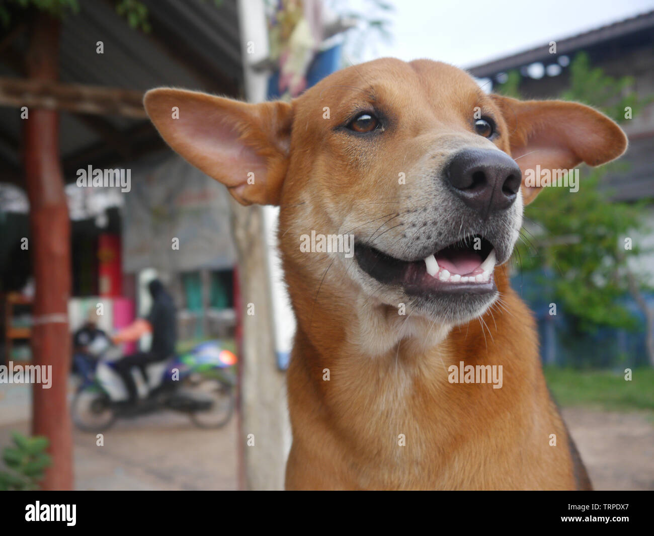dog smiling cheerfully in thai countryside Stock Photo - Alamy