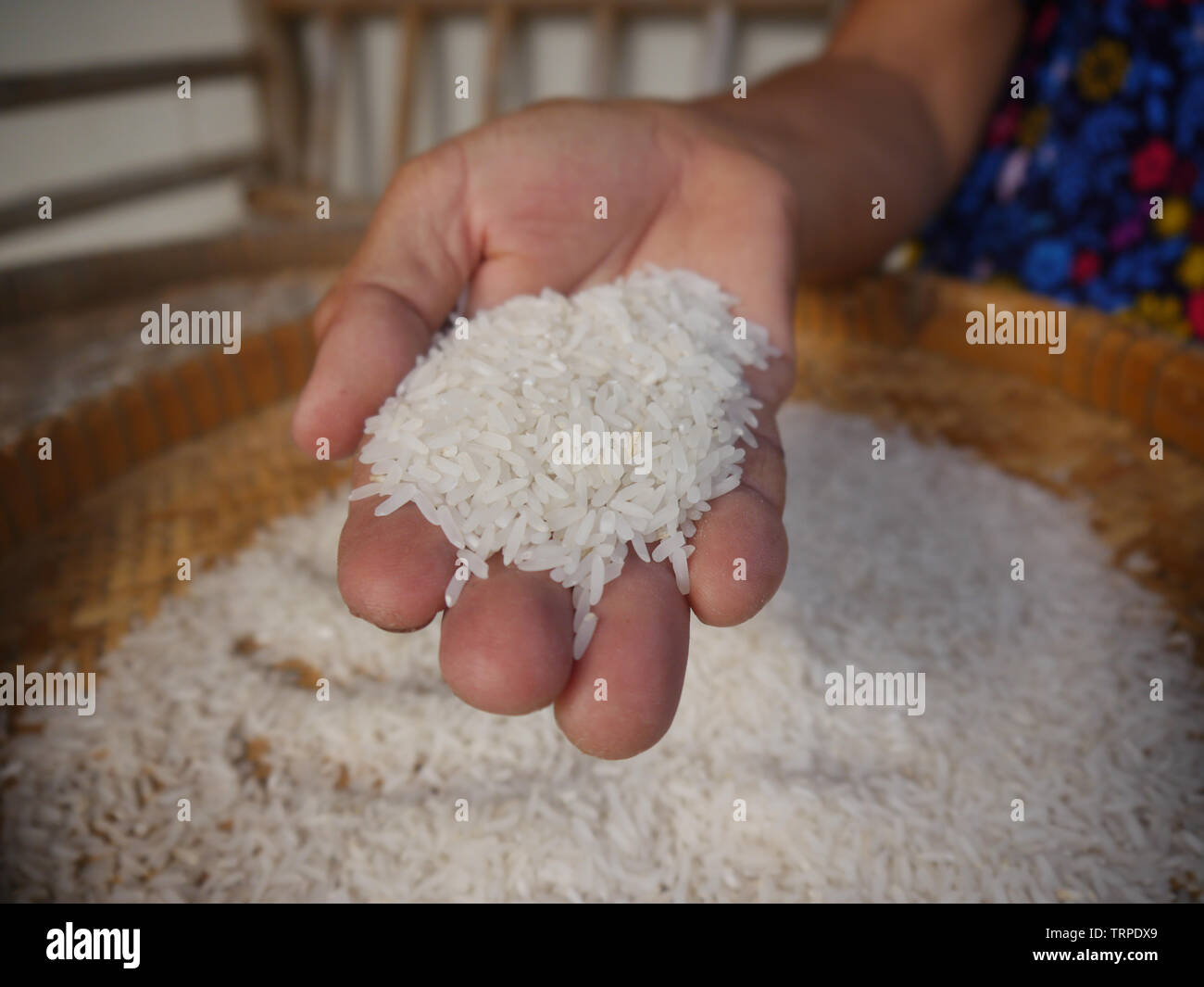 Farmer with rice in his hands hi-res stock photography and images - Alamy