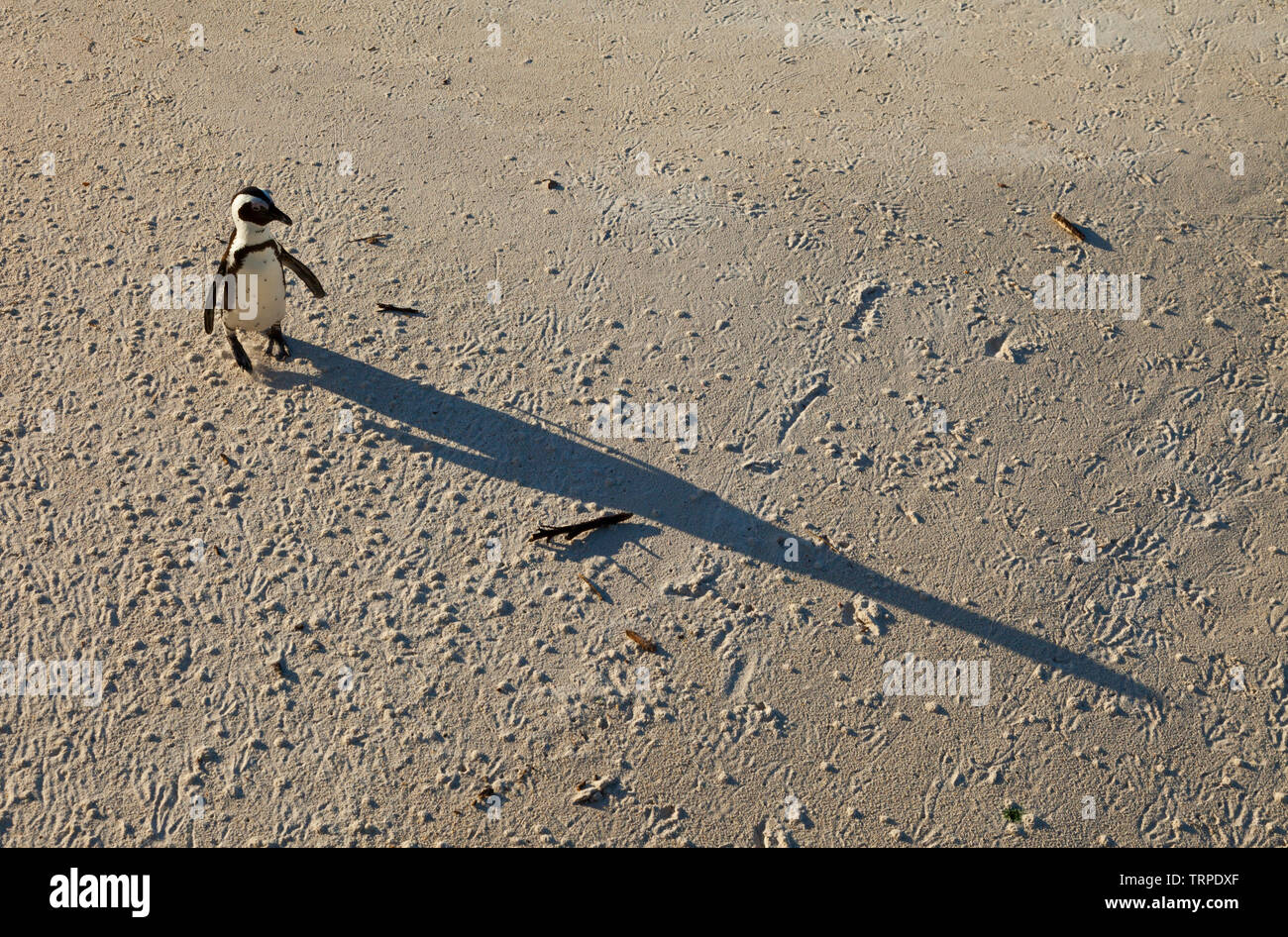 AFRICAN PENGUIN-PINGÜINO DEL CABO (Spheniscus demersus), Boulders Beach ...