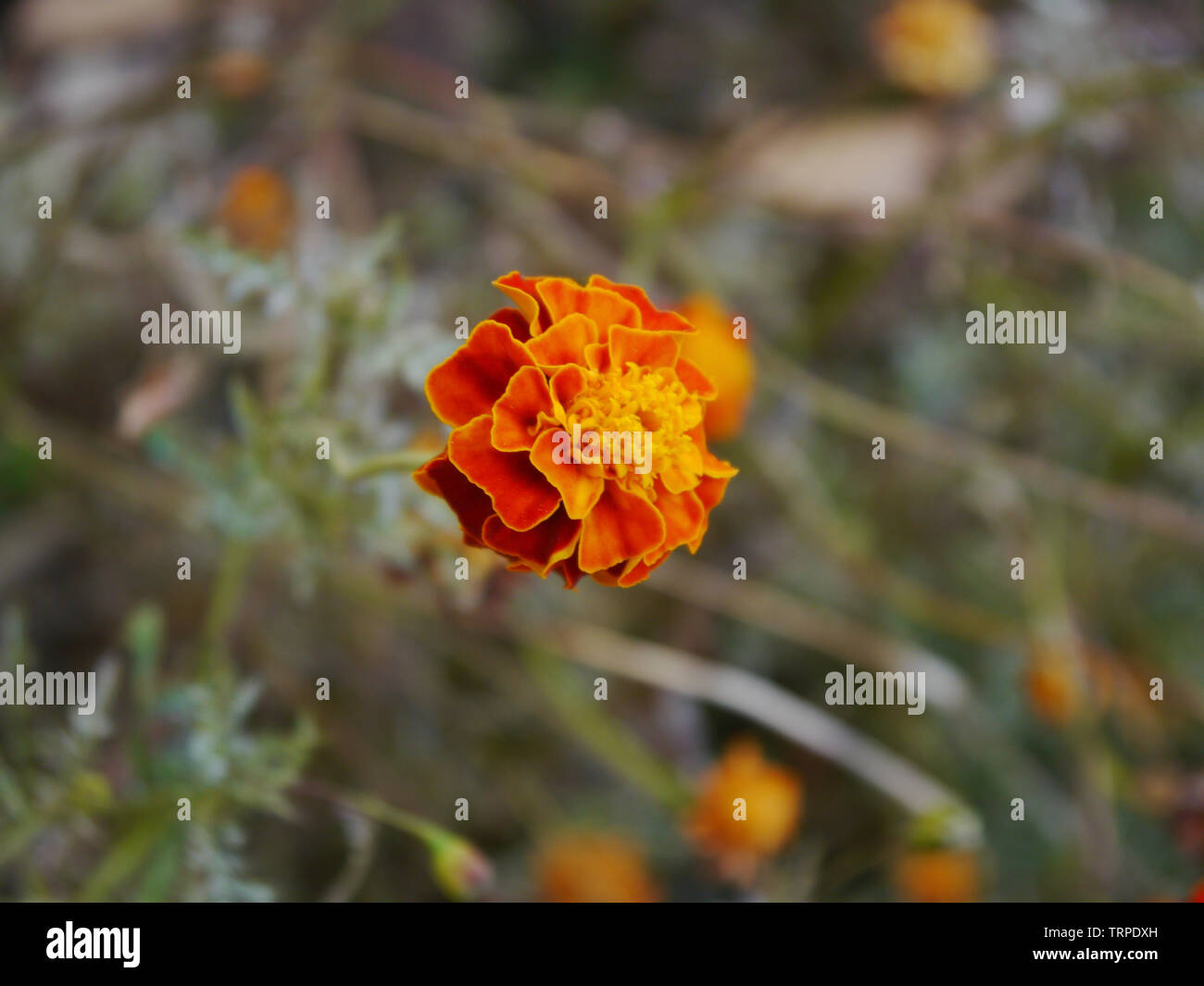 Marigold flowers on the way Stock Photo - Alamy