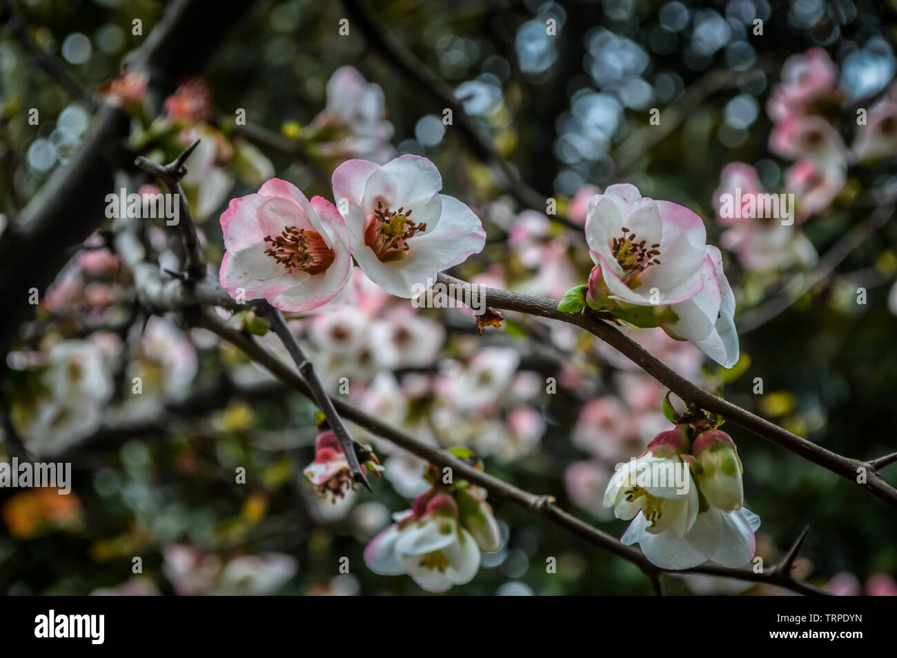 pink blossom flower Stock Photo - Alamy