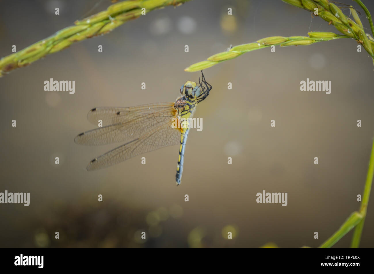 The dragonfly of the rice tree Stock Photo - Alamy