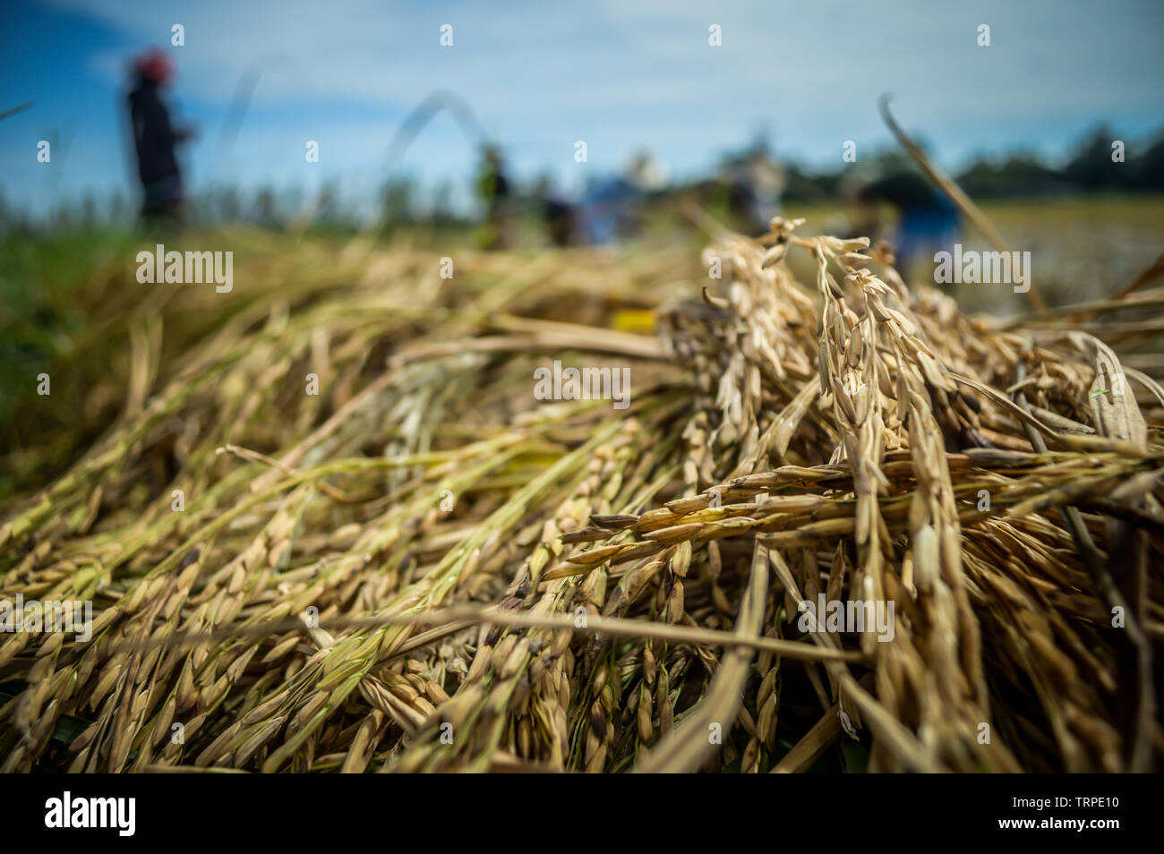 Farmers harvesting rice hi-res stock photography and images - Alamy