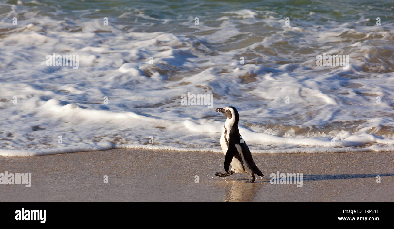 AFRICAN PENGUIN-PINGÜINO DEL CABO (Spheniscus demersus), Boulders Beach ...