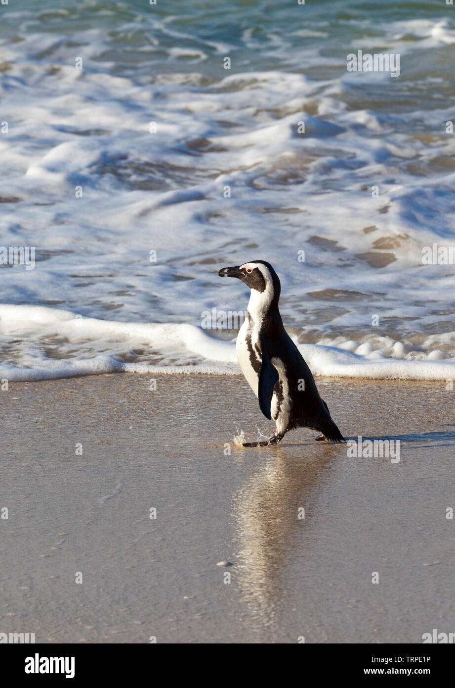 PINGÜINO DEL CABO (Spheniscus demersus), Playa de Boulders, Parque ...