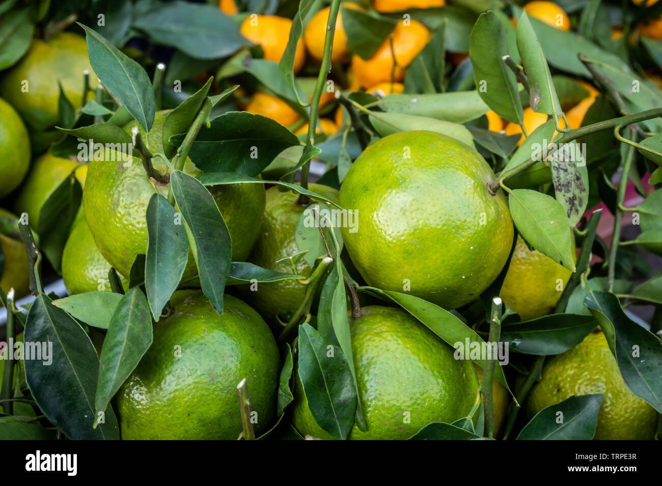 Orange in local market in Saigon Stock Photo - Alamy