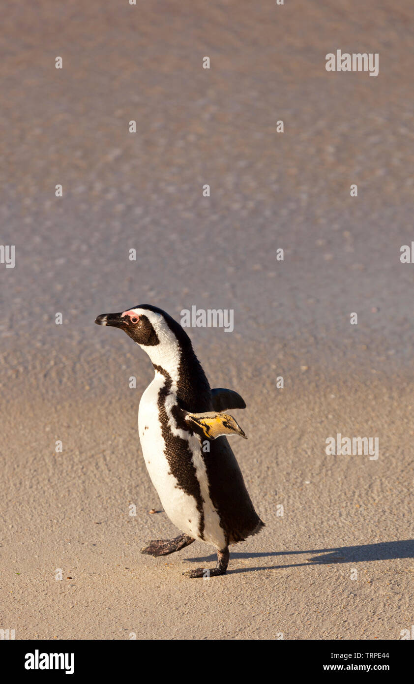 AFRICAN PENGUIN-PINGÜINO DEL CABO (Spheniscus demersus), Boulders Beach ...