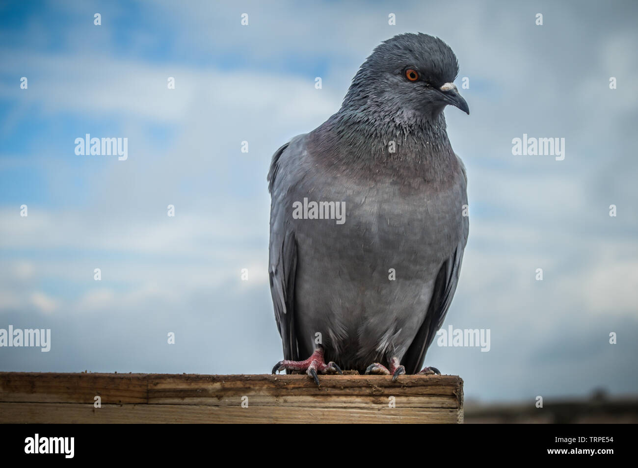 Famous pigeon valley in hi-res stock photography and images - Alamy